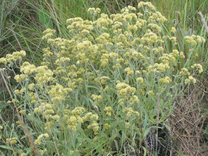 Chá de Marcelinha: Benefícios e Propriedades para a Saúde - Portal São ...